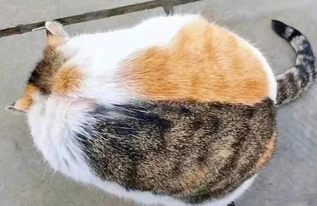 이게 한 마리라고 뚱냥이 두 마리처럼 보이는 고양이 재미진