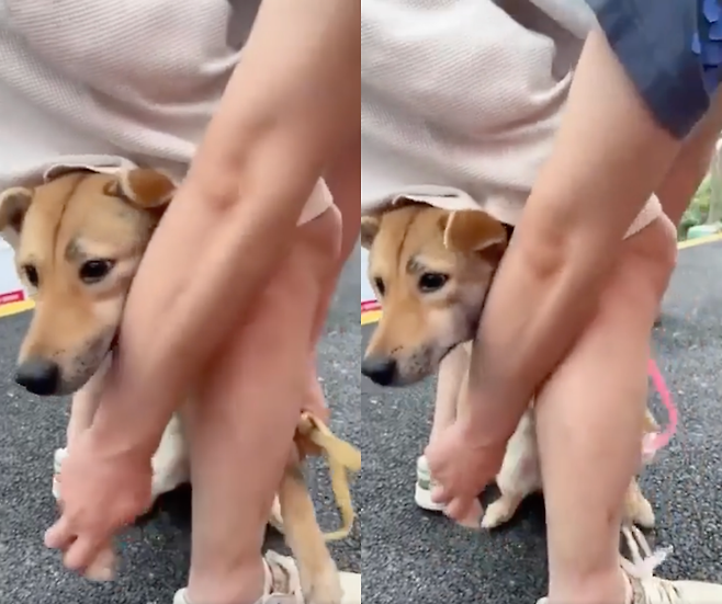 주인을 향한 강아지의 절실한 마음 눈길을 사로잡다 디피펫