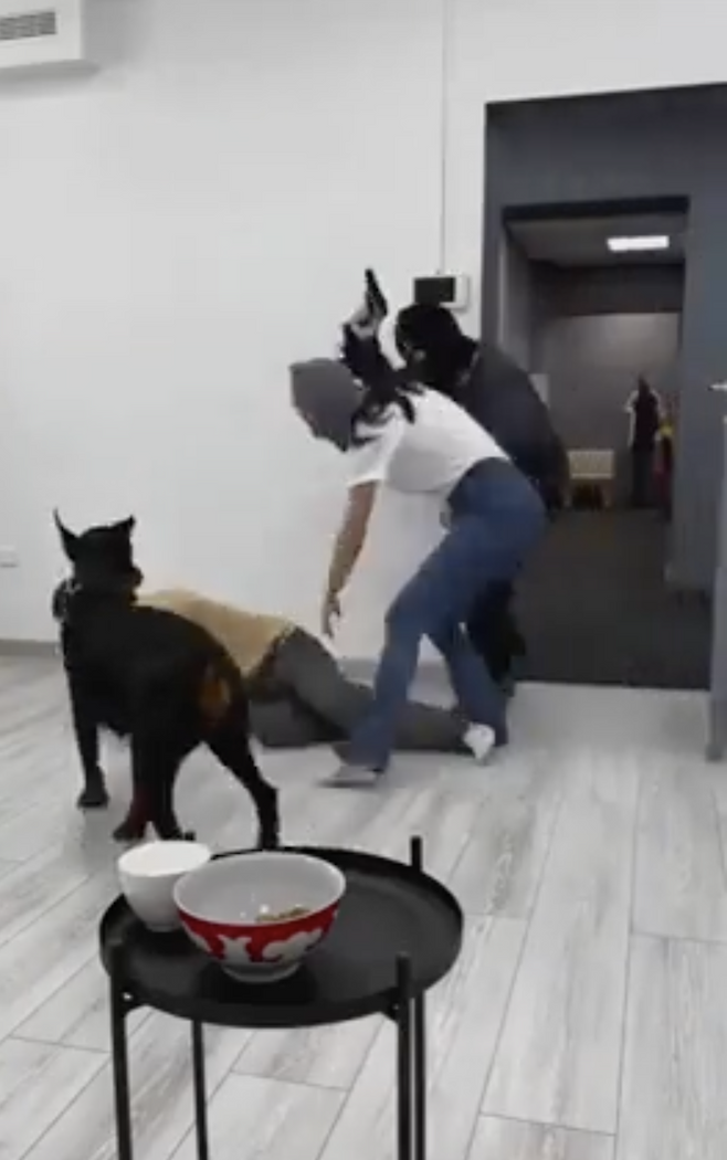 강도 상황에서도 밥 도베르만의 의외의 행동 디피펫