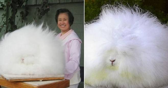 저기요 잠시만요~ 솜사탕 아니니까 절대 뜯어 먹을 생각 하지 마세요 애니멀 플래닛