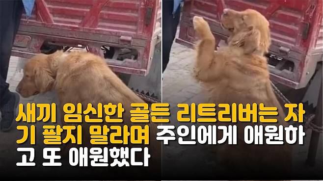 유기견 입양하려 보호소 방문했다 2년 전 실종된 강아지와 재회한 여성 애니멀 플래닛