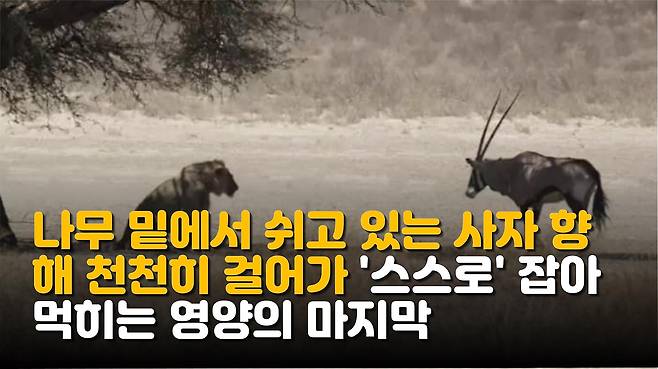 밥 하러 간 엄마가 소리지르길래 황급히 달려갔다가 마주한 상황 애니멀 플래닛