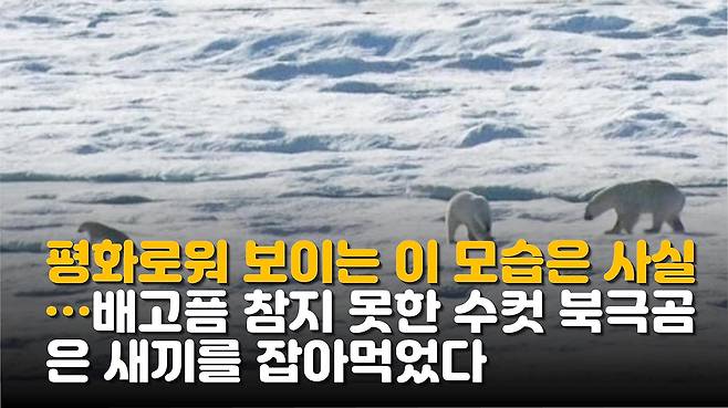 파란 대문에 하얀 문고리가 움직이길래 이상해서 가봤다가 멘붕 온 이유 애니멀 플래닛
