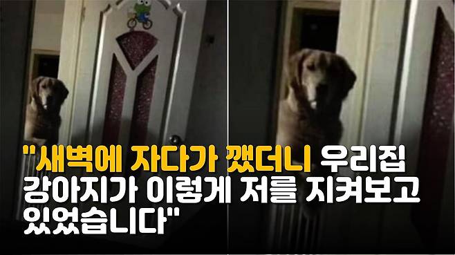 깜빡하고 사료 못줬더니 댕댕이가 두 주먹 불끈쥐고 무섭게 째려봐요 애니멀 플래닛