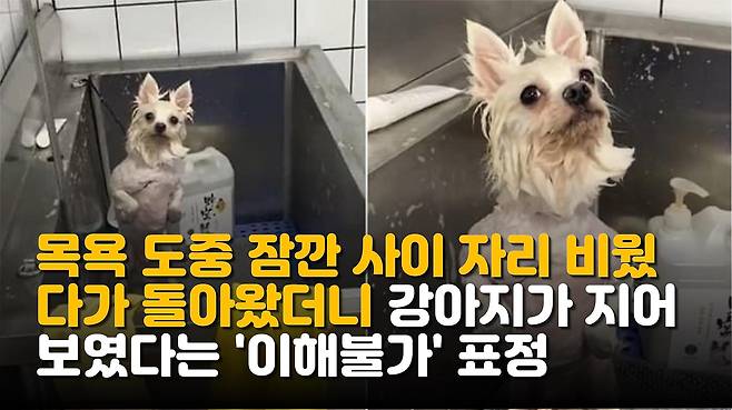 물 싫어하는 줄 알았던 강아지 목욕 시켰다가 알게된 대반전 사실 애니멀 플래닛