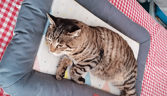 마비된 고양이와 더 오래 함께하는 놀라운 방법 재미진