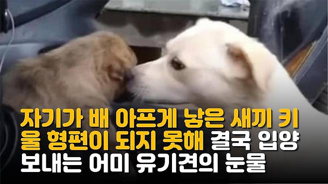 아빠 어깨에 기댄 채 잠든 아기 사랑스러운 눈빛으로 바라보는 반려견 애니멀 플래닛
