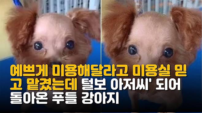 처음 본 강아지가 반갑게 인사해서 저도 모르게 손 흔들어줬어요 애니멀 플래닛