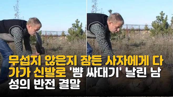뒷다리만 밖으로 내민 상태로 숨숨집에 들어가서 잔다는 고양이의 이해불과 애니멀 플래닛