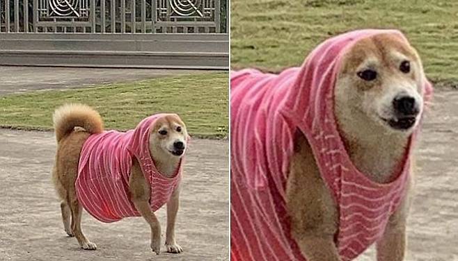 엄마가 아직 옷 멀쩡해 버리기 아까워 댕댕이 입혔다가 미안해진 이유 애니멀 플래닛