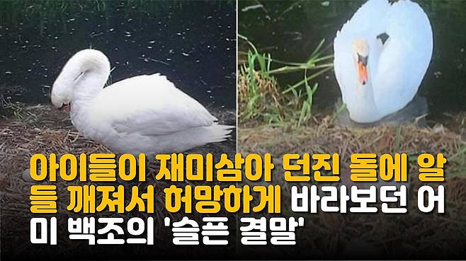 엄마가 아직 옷 멀쩡해 버리기 아까워 댕댕이 입혔다가 미안해진 이유 애니멀 플래닛