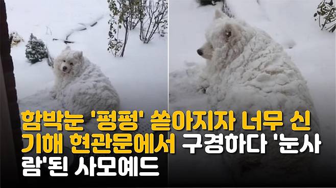 잠든 아기 지켜주겠다며 주변 빙 둘러싸서 쳐다보는 보디가드 고양이들 애니멀 플래닛