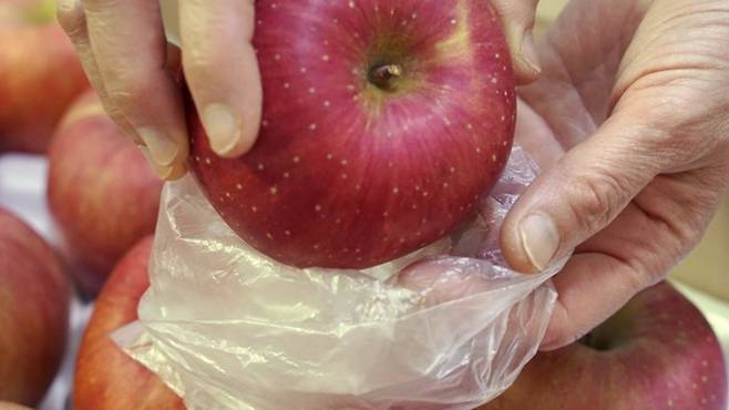사과 보관법 바로 냉장고에 넣지 마세요 이렇게 했더니 다 먹을 때까지 신선해요 최주부