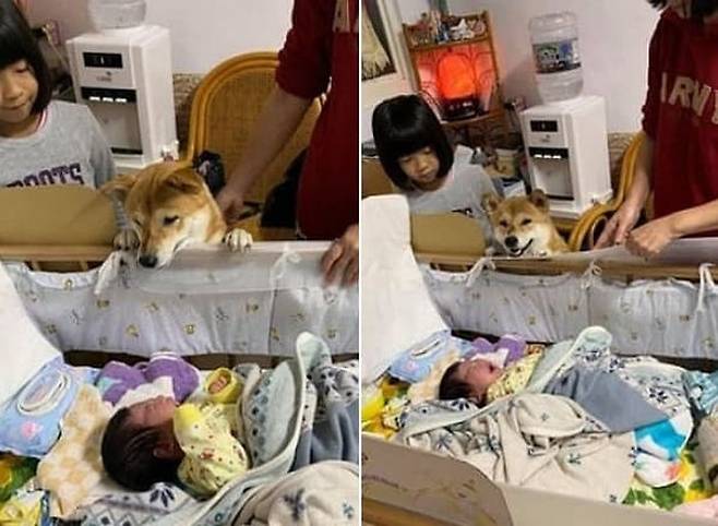 태어나서 난생 처음 보는 아기의 얼굴에 방긋 웃으며 반겨주는 강아지 애니멀 플래닛