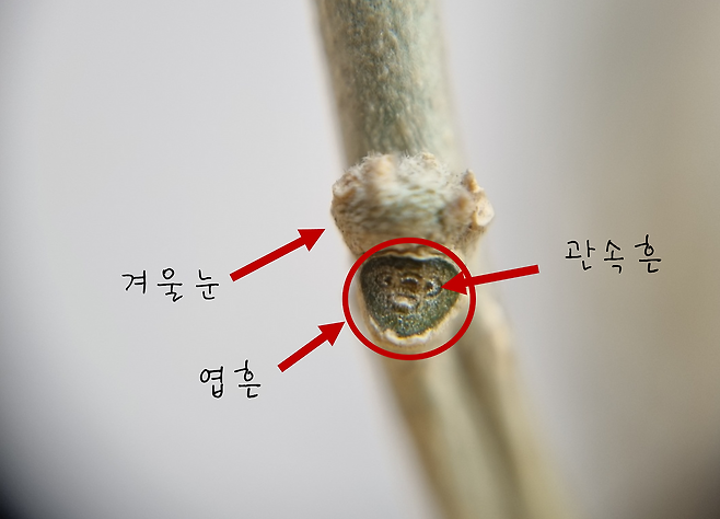 겨울 식물과 친해지기 위한 방법 겨울눈 관찰하기 식물알림장