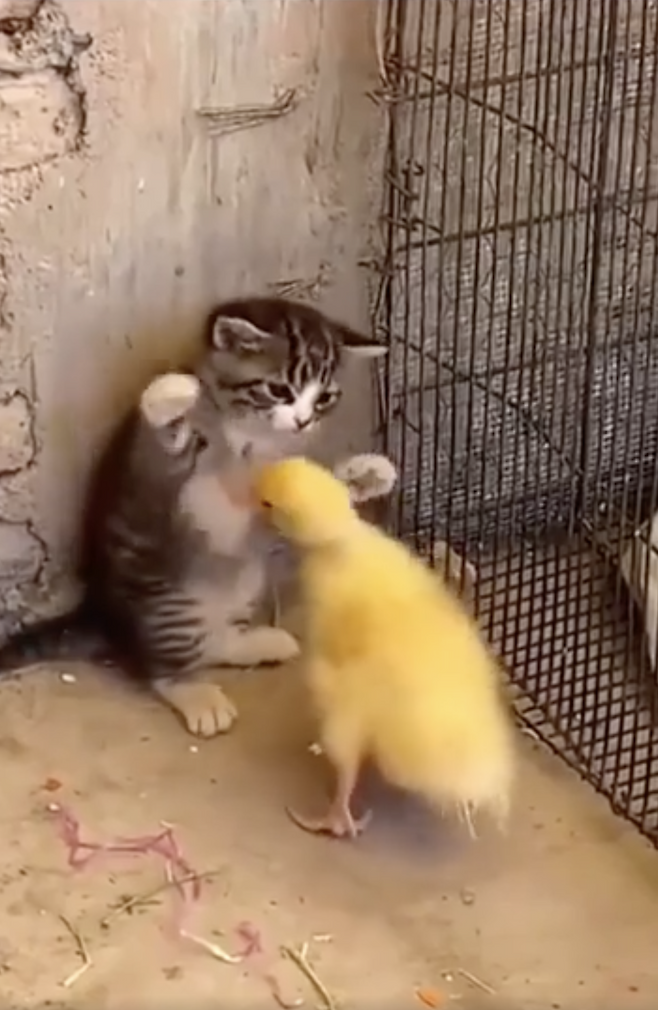아기 고양이 Vs 아기 오리 웃음 폭발 결투의 현장 공개 디피펫