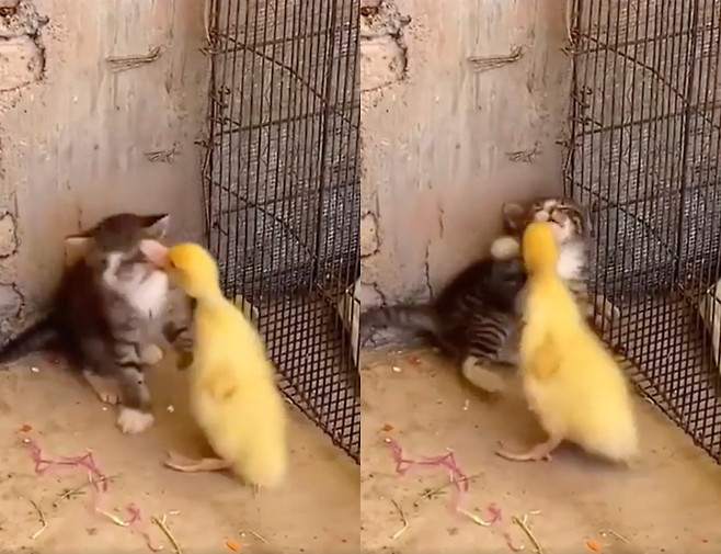 아기 고양이 Vs 아기 오리 웃음 폭발 결투의 현장 공개 디피펫