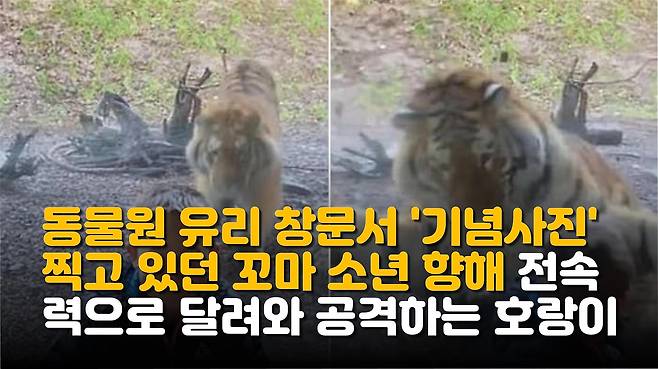 집에서 강아지의 키가 얼마나 컸는지 손쉽게 측정하는 귀여운 방법 애니멀 플래닛