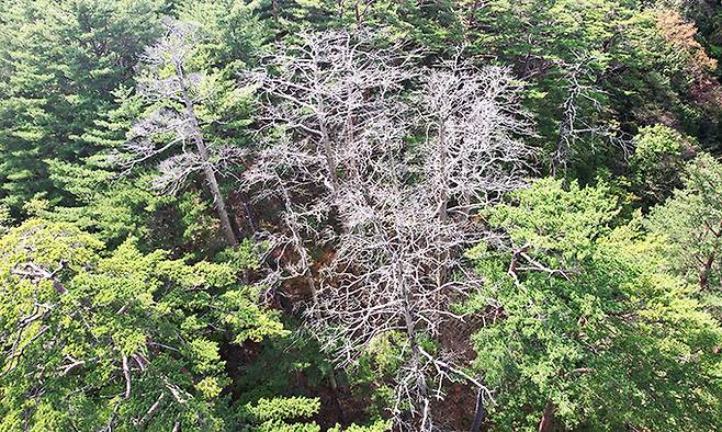 600년 대왕소나무가 죽었다 기후 스트레스가 원인”