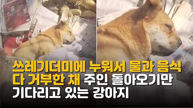 잠자리 들 준비 마친 집사의 품에 쏙 안겨서 자기도 자겠다고 하는 고양이 애니멀 플래닛