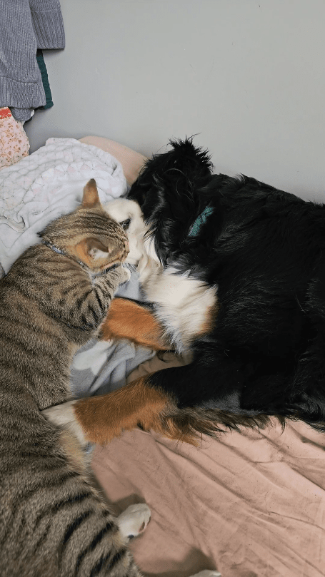 버니즈 마운틴 독과 고양이 조용한 애정 표현 디피펫