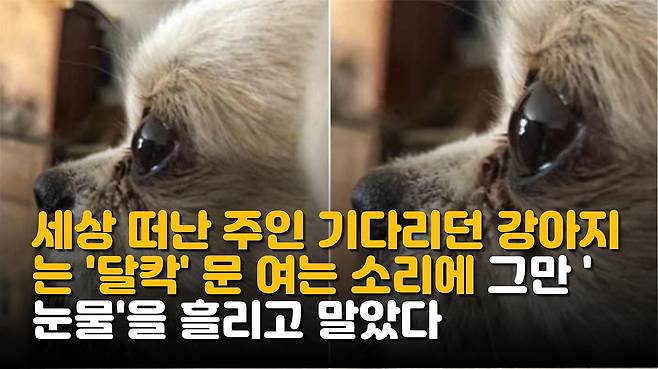산책 가자고 속여 예방접종 시켰더니 강아지가 시무룩해요 애니멀 플래닛