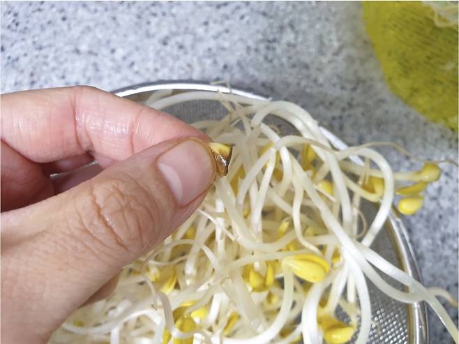 콩나물 데칠 때 소금 넣지 마세요~ 이것 넣으면 아삭함이 미쳤습니다 오늘살림루틴