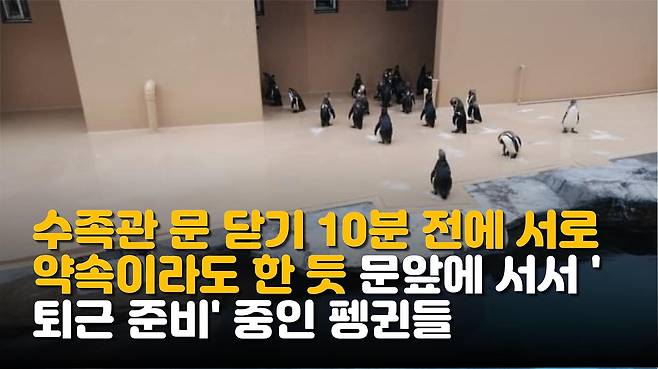 아기랑 꿀잠자는 고양이 봤더니 너무 귀여워서 눈을 뗄수가 없어요 애니멀 플래닛