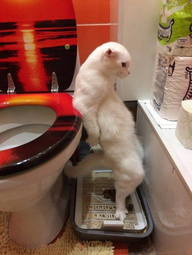 고양이 화장실 잠시 변기 옆에 놔뒀더니 벌어진 일 애니멀 플래닛