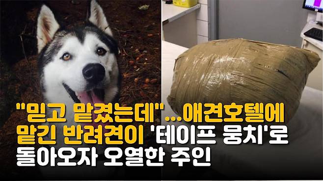 외출할때 절대로 남편한테 고양이 맡기면 안되는 이유 애니멀 플래닛