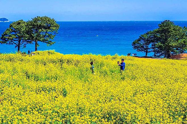 꽃도 보고 바다도 보고 미리 알아두면 좋은 봄맞이 여행지 여행을말하다