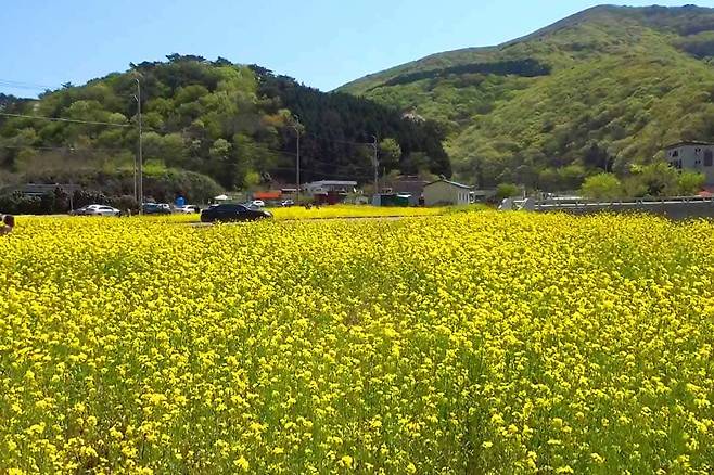 꽃도 보고 바다도 보고 미리 알아두면 좋은 봄맞이 여행지 여행을말하다