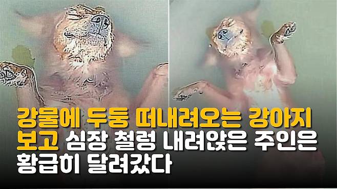 여태 고양이가 날씬한 줄 알았는데 뱃살 보고 충격받았어요 애니멀 플래닛