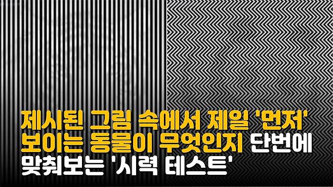 분명히 고양이를 키웠는데 알고보니 토끼 였나봐요 애니멀 플래닛
