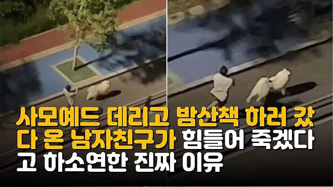 고양이가 보는 앞에서 톰과 제리 애니메이션 틀어주면 실제 벌어지는 일 애니멀 플래닛