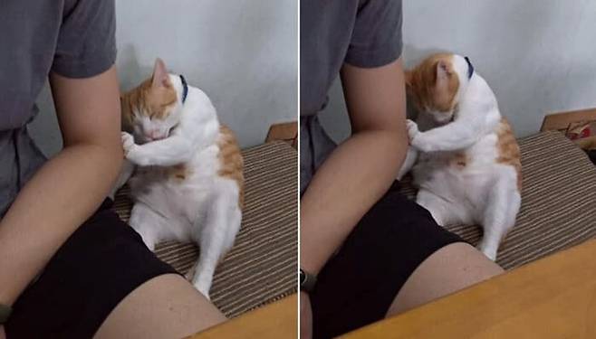 야~ 야~ 빼 빼엉덩이로 발 깔아뭉게자 다급했던 고양이가 보인 반응 애니멀 플래닛