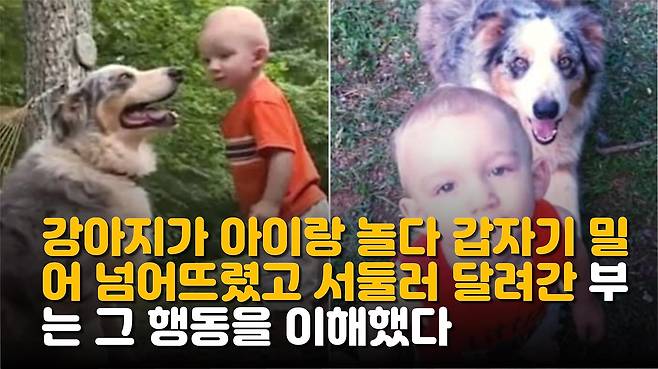 오빠 미소로 인기 떡상해 여집사들 사이서 키우고 싶다고 난리난 댕댕이 애니멀 플래닛