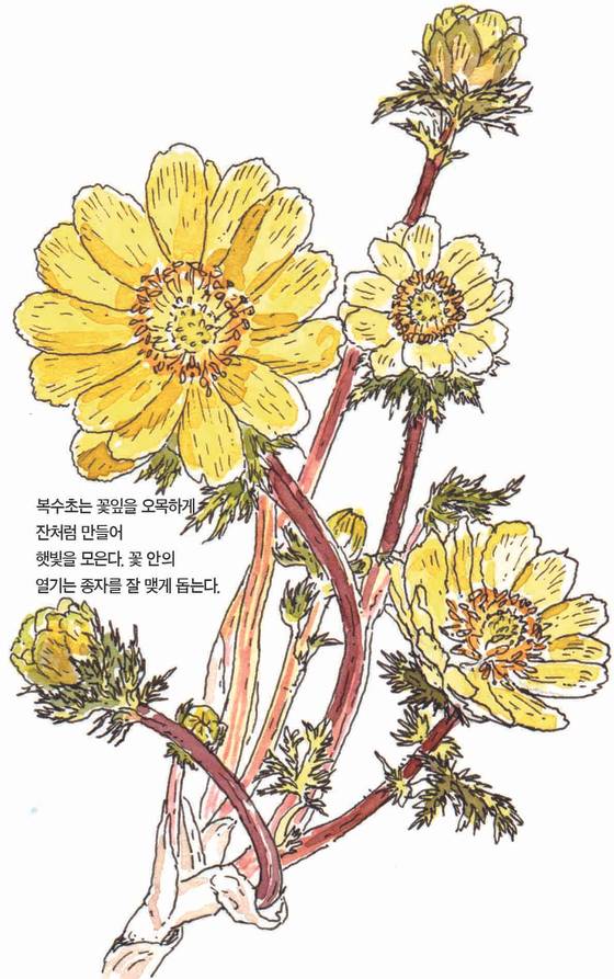 소년중앙 봄이 담겼네요 눈 속에서 피어난 금잔에