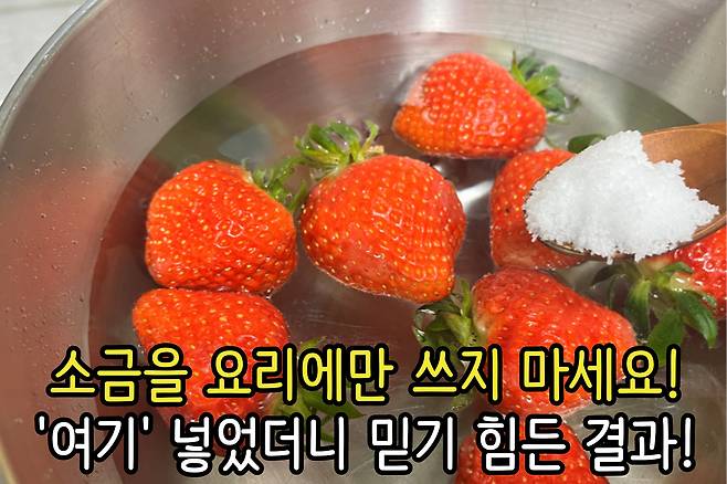 딸기 그냥 사지 마세요 과일가게 사장님이 알려준 딸기 고르는 법 꿀하우스