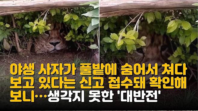 간식 주려고 강아지 찾았는데 아빠랑 이불에서 이러고 있네요 애니멀 플래닛