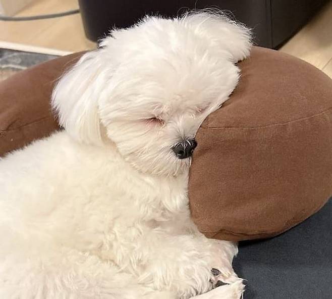 신나게 뛰어놀았던 탓에 피곤했던 강아지가 쿠션 위에서 잠든 귀여운 모습 애니멀 플래닛