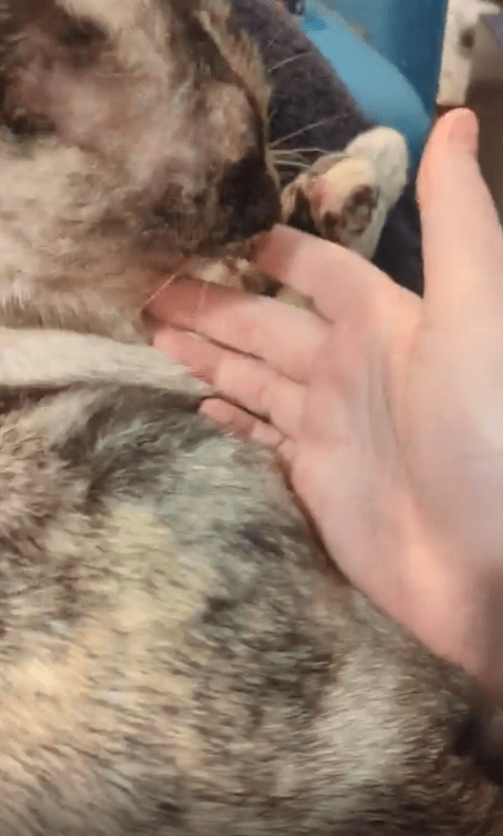 이거 꽤 맛있는데 주인의 손가락을 열심히 핥는 고양이 디피펫