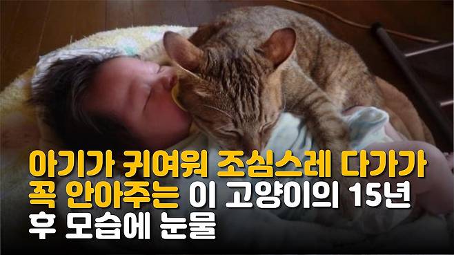 사람이라도 되는 줄 아는지 큰 쿠션에 얼굴 기대고 잠든 장꾸 강아지 애니멀 플래닛