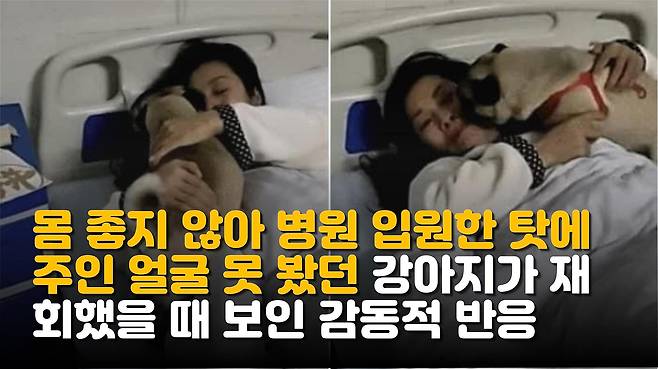 호랑이가 귀여운 큰 고양이라는 결정적인 증거 애니멀 플래닛