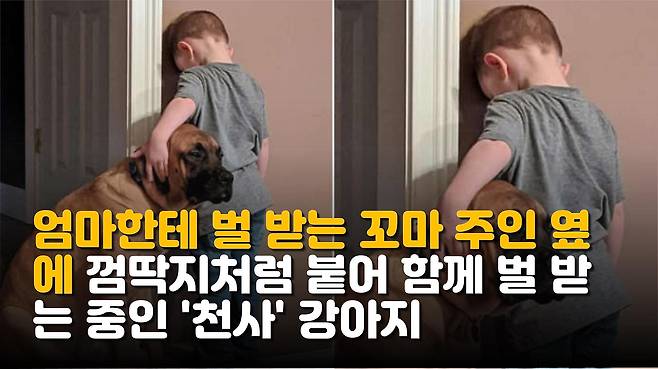 벨루가가 아기에게 뽀뽀했다가 동공지진 일어난 이유 애니멀 플래닛