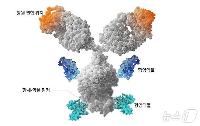 피노바이오 이중 페이로드 Adc 전임상서 효능·안전성 확인