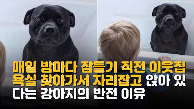 거대한 마시멜로 속 파묻힌 줄 알았다는 귀요미 정체 애니멀 플래닛