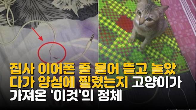 쏟아지는 졸음에 못 이겨서 결국 옆으로 누웠다가 그대로 잠든 아기 백사자 애니멀 플래닛