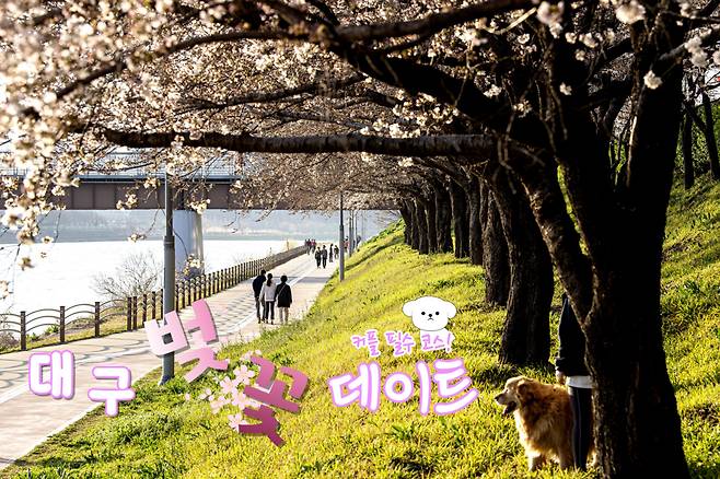 2주 후 벚꽃 만개 핑크빛 설렘 대구 벚꽃 And 데이트 코스 총정리 인포매틱스뷰 세상모든여행정보