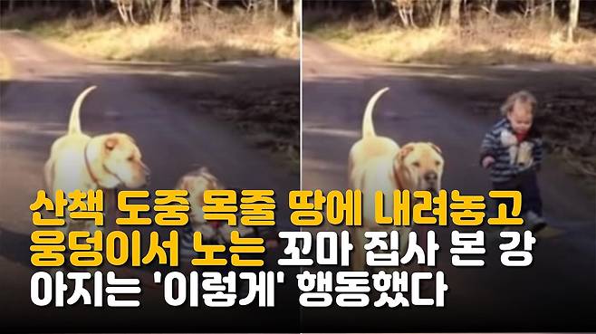 엄마한테 버리려는 옷 개한테 입히지 말랬는데 이젠 구멍까지 났어요 애니멀 플래닛